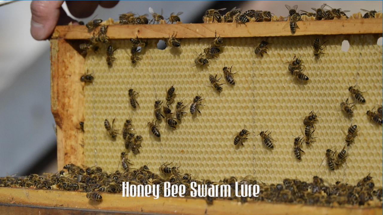 Honey Bee Swarm Lure: The Ultimate Guide To Attracting And Capturing ...
